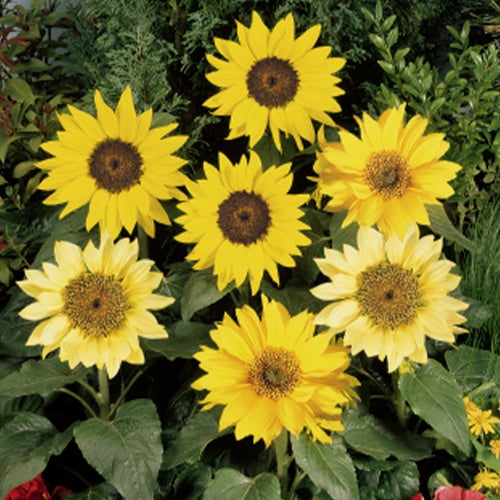 Helianthus Anuus – Pacino – Sementes Van Leeuwen
